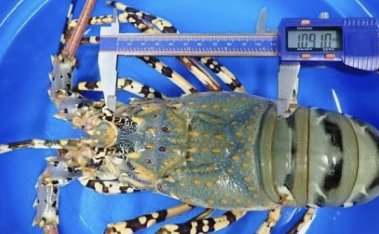 Iloilo Aquaculture Center Eyes Sustainable Spiny Lobster Farming ...